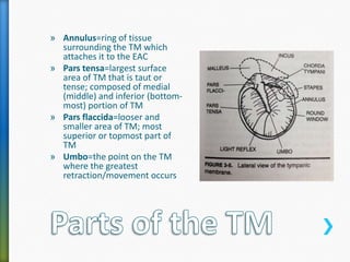 Anatomy of the Auditory System: A Review | PPTX