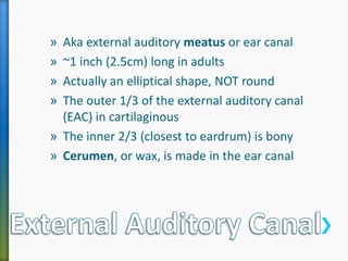 Anatomy of the Auditory System: A Review | PPTX
