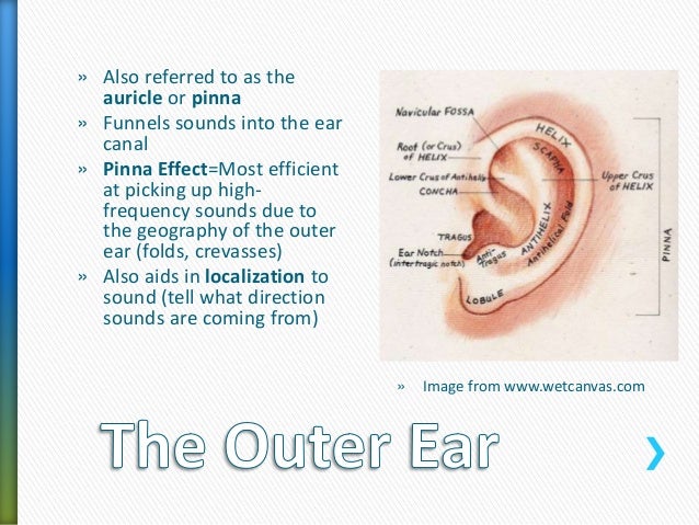 Auditory canal function - sherycircle