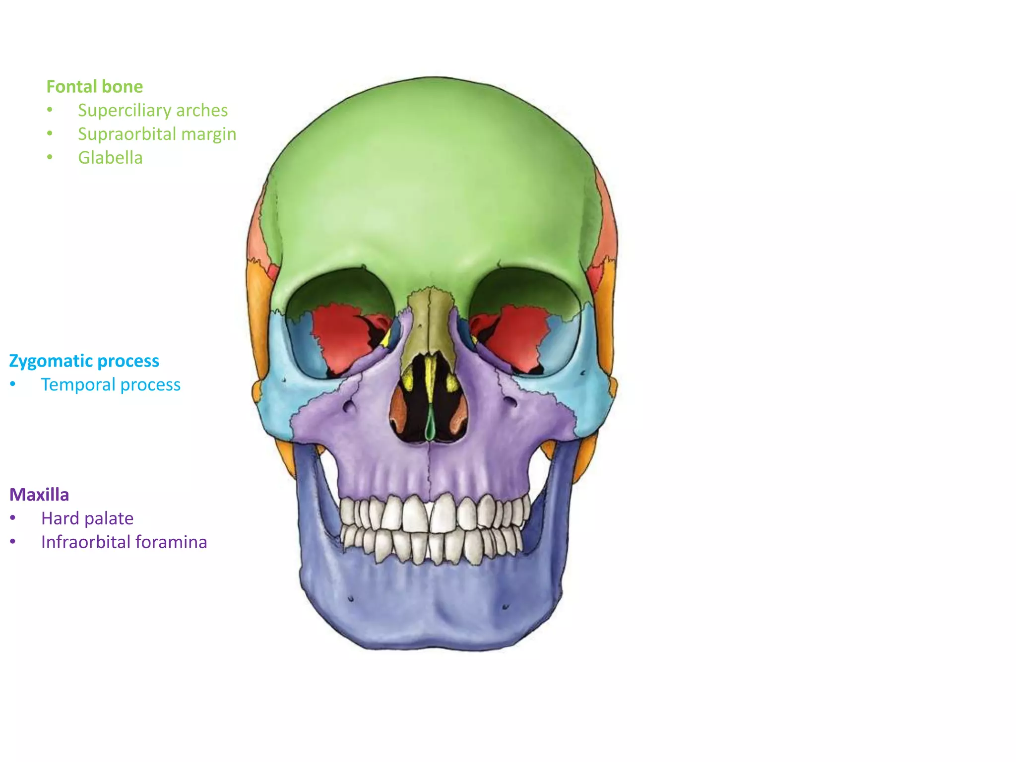 Anatomy revision | PPTX