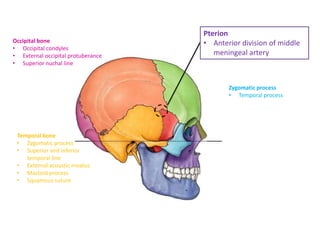 Anatomy revision | PPTX