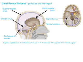 Anatomy revision | PPTX
