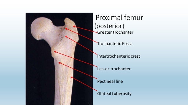 Pectineal Line Of Femur