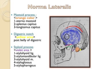 Anatomy revision practical | PDF