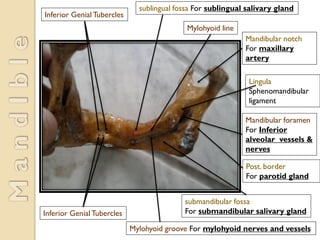 Anatomy revision practical | PDF