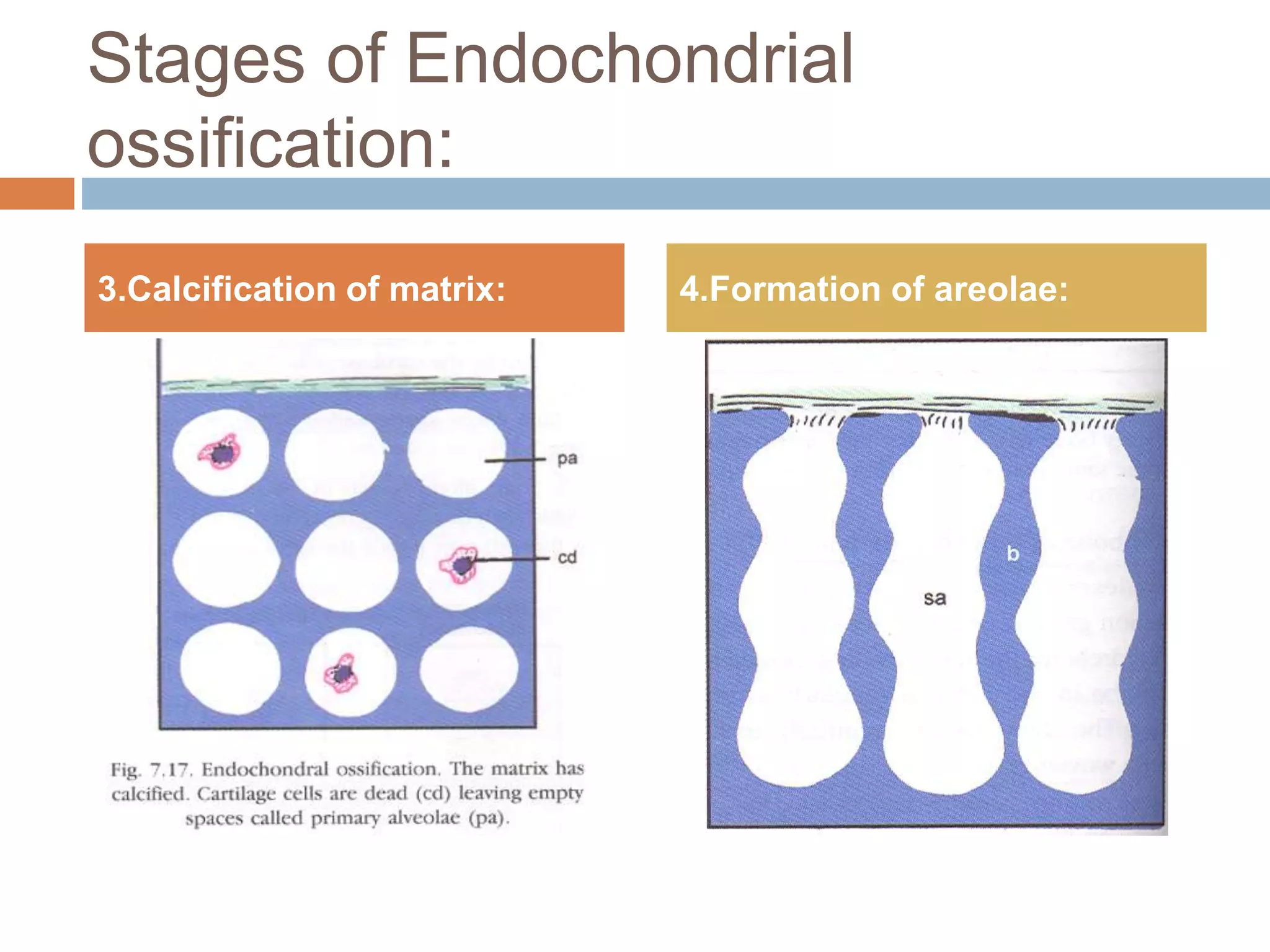 Formation of Bone | PPTX