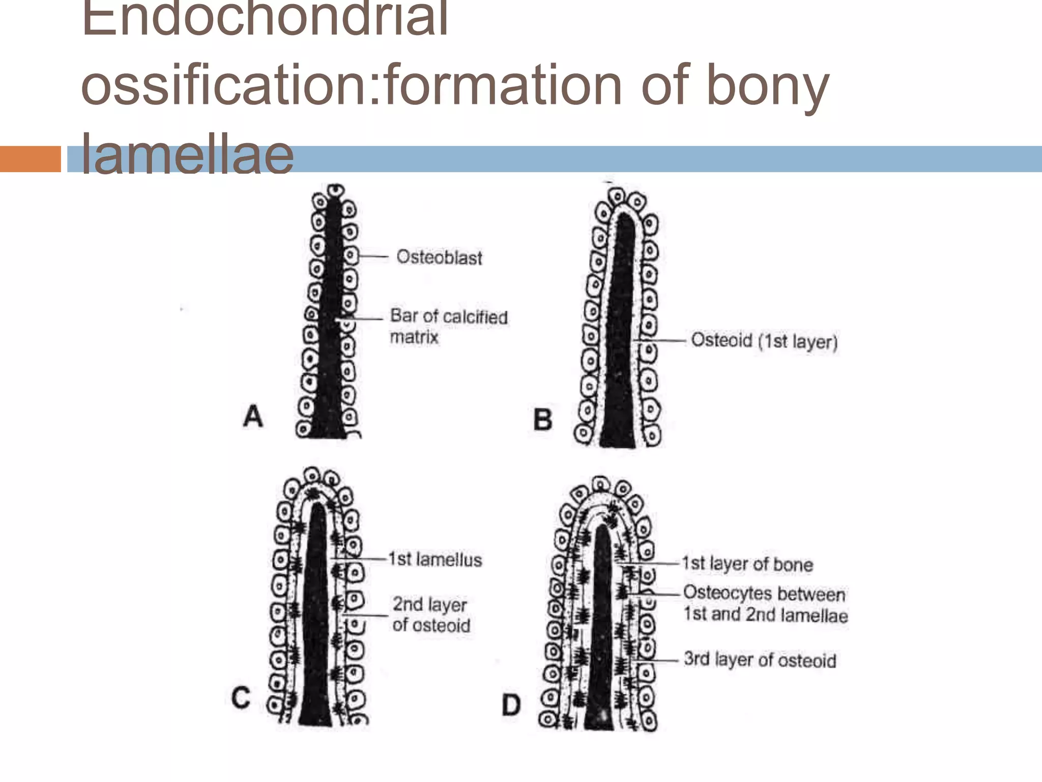Formation of Bone | PPTX