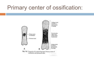 Formation of Bone | PPTX