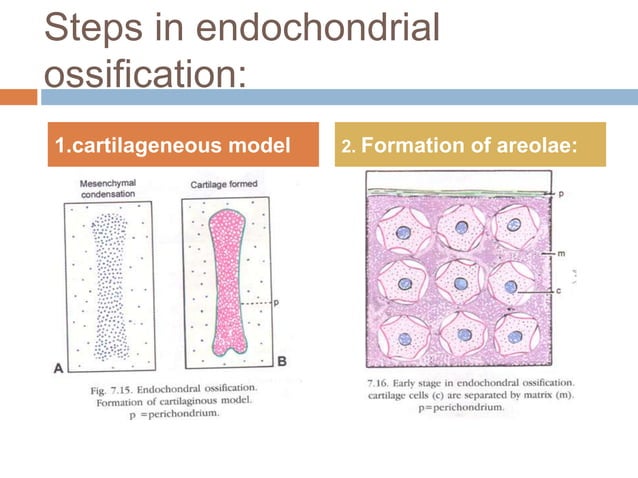 Formation of Bone | PPTX