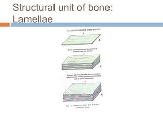 Formation of Bone | PPTX