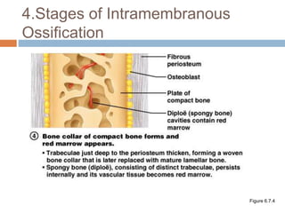 Intramembranous Ossification Stages