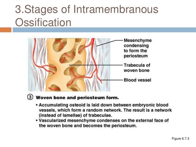 Intramembranous Ossification Steps