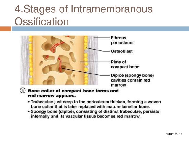 Intramembranous Bone Formation