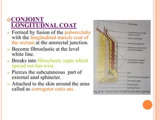 Anal canal: features and relation | PPTX