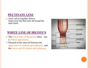 Anal canal: features and relation | PPT
