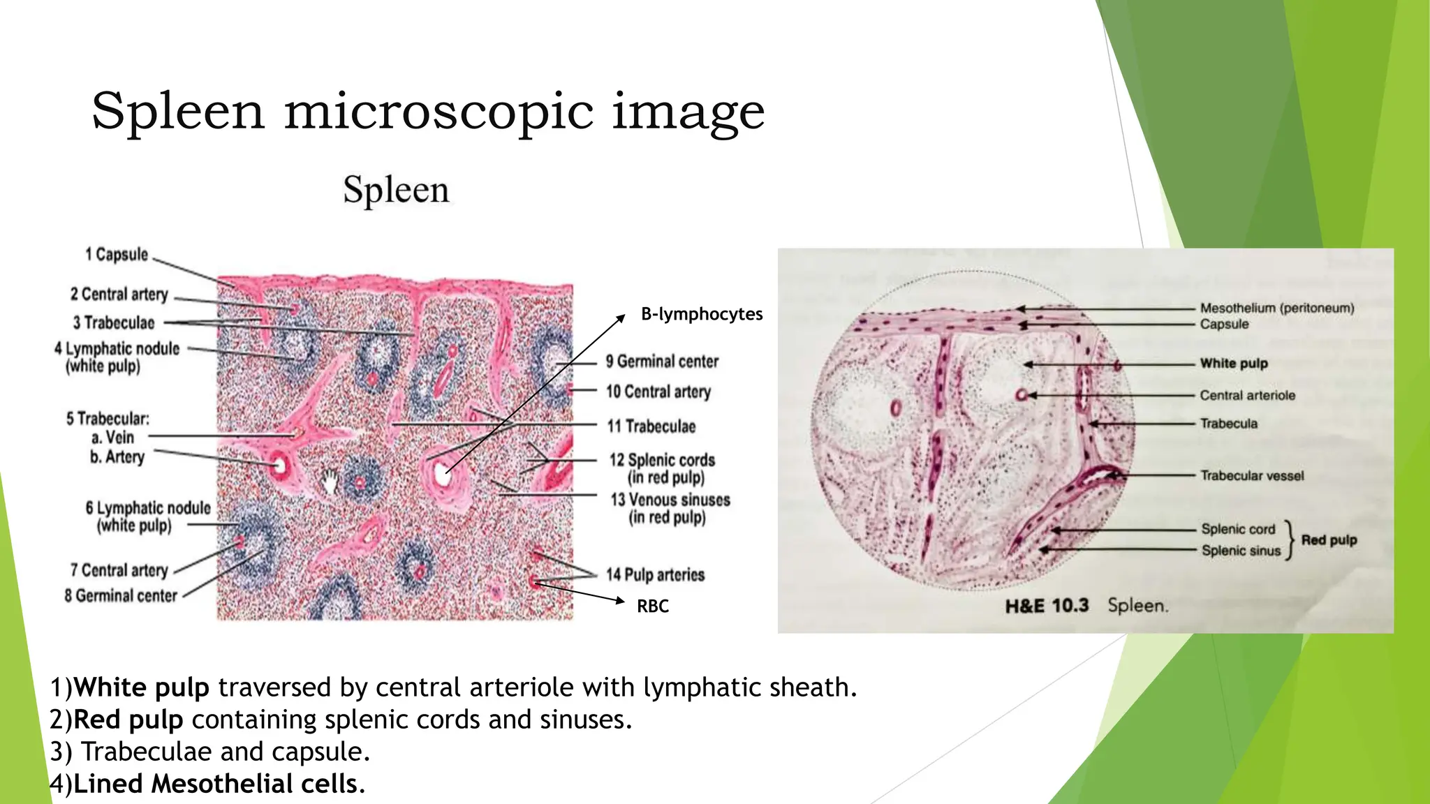 Human Anatomy- histology of lymphatic system | PPTX
