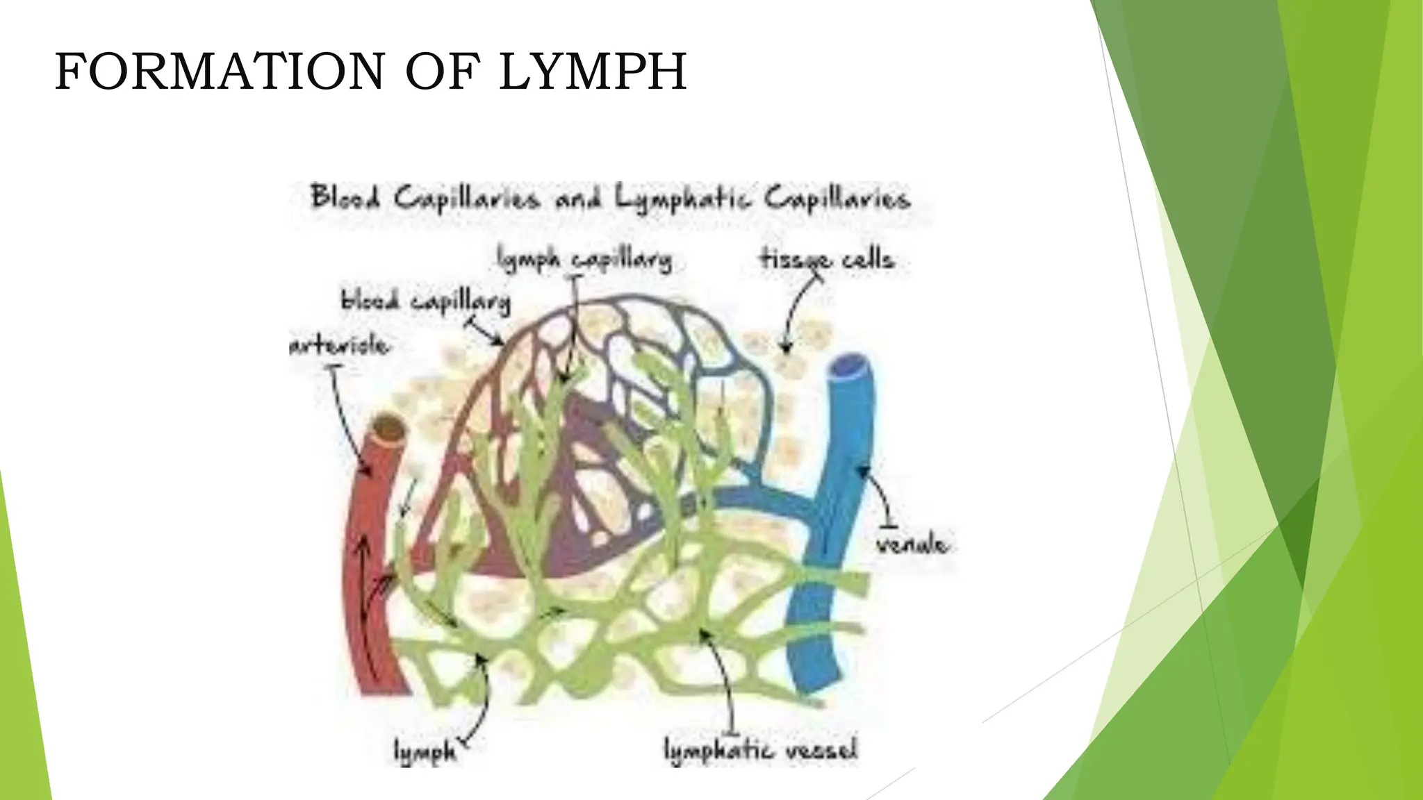 Human Anatomy- histology of lymphatic system | PPTX