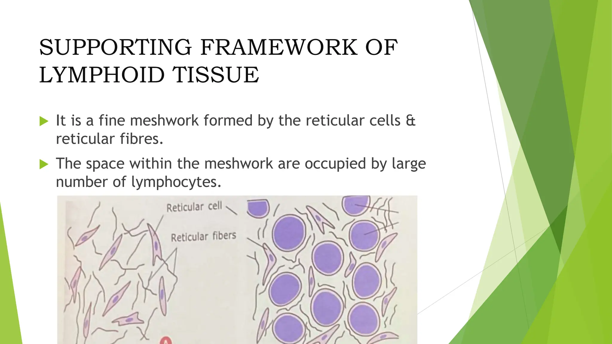 Human Anatomy- histology of lymphatic system | PPTX