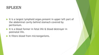 Human Anatomy- histology of lymphatic system | PPTX