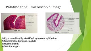 Human Anatomy- histology of lymphatic system | PPTX