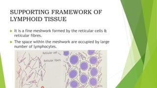 Human Anatomy- histology of lymphatic system | PPTX