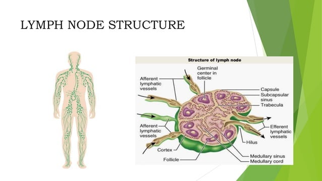 Human Anatomy- histology of lymphatic system | PPTX | Ear, Nose and ...