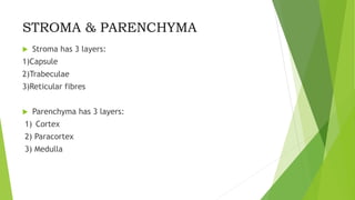 Human Anatomy- histology of lymphatic system | PPTX
