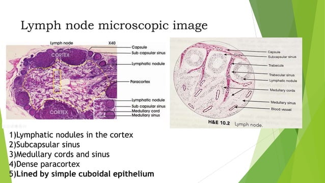 Human Anatomy- histology of lymphatic system | PPTX | Ear, Nose and ...