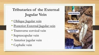 External Jugular Vein Cadaveric Research.pptx