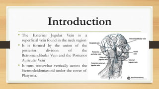 External Jugular Vein Cadaveric Research.pptx
