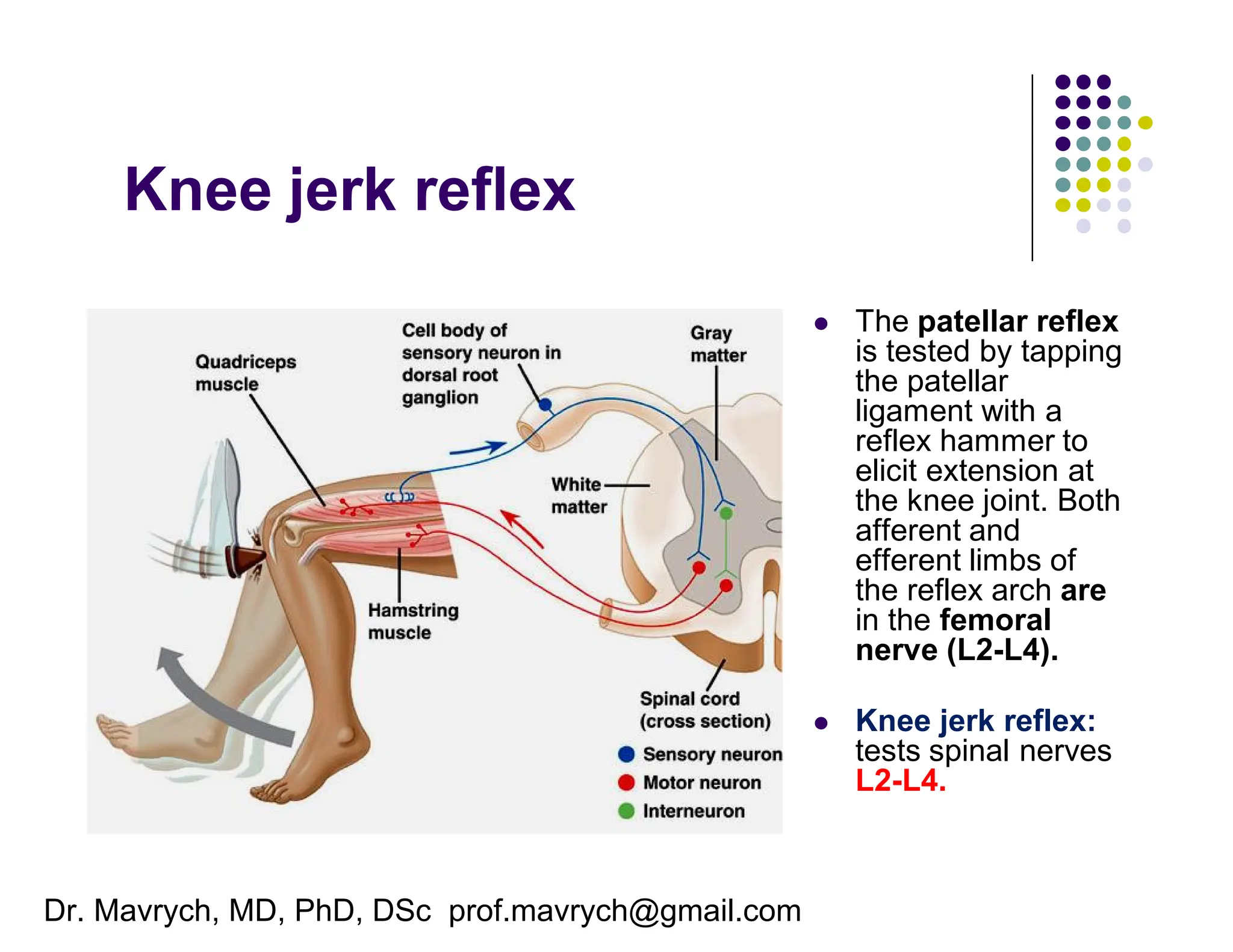 Anatomy Shelf Notevbhhhhhhhhhhhhhhhs.pdf