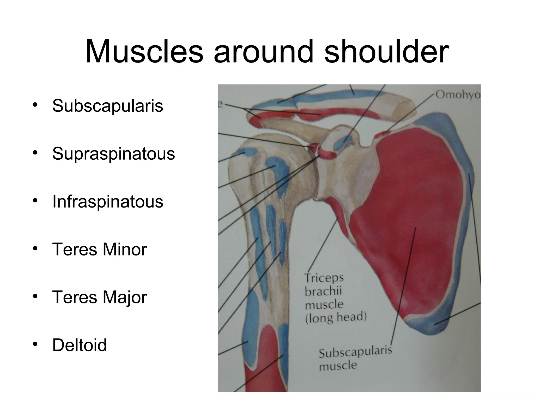 Anatomy shoulder | PPT