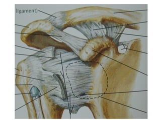 Anatomy shoulder | PPT