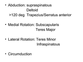 Anatomy shoulder | PPT