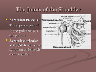 Anatomy shoulder | PPT