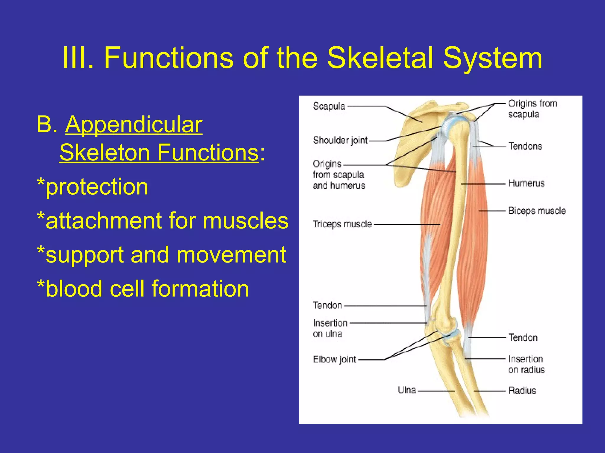 Anatomy skeletal muscular | PPT