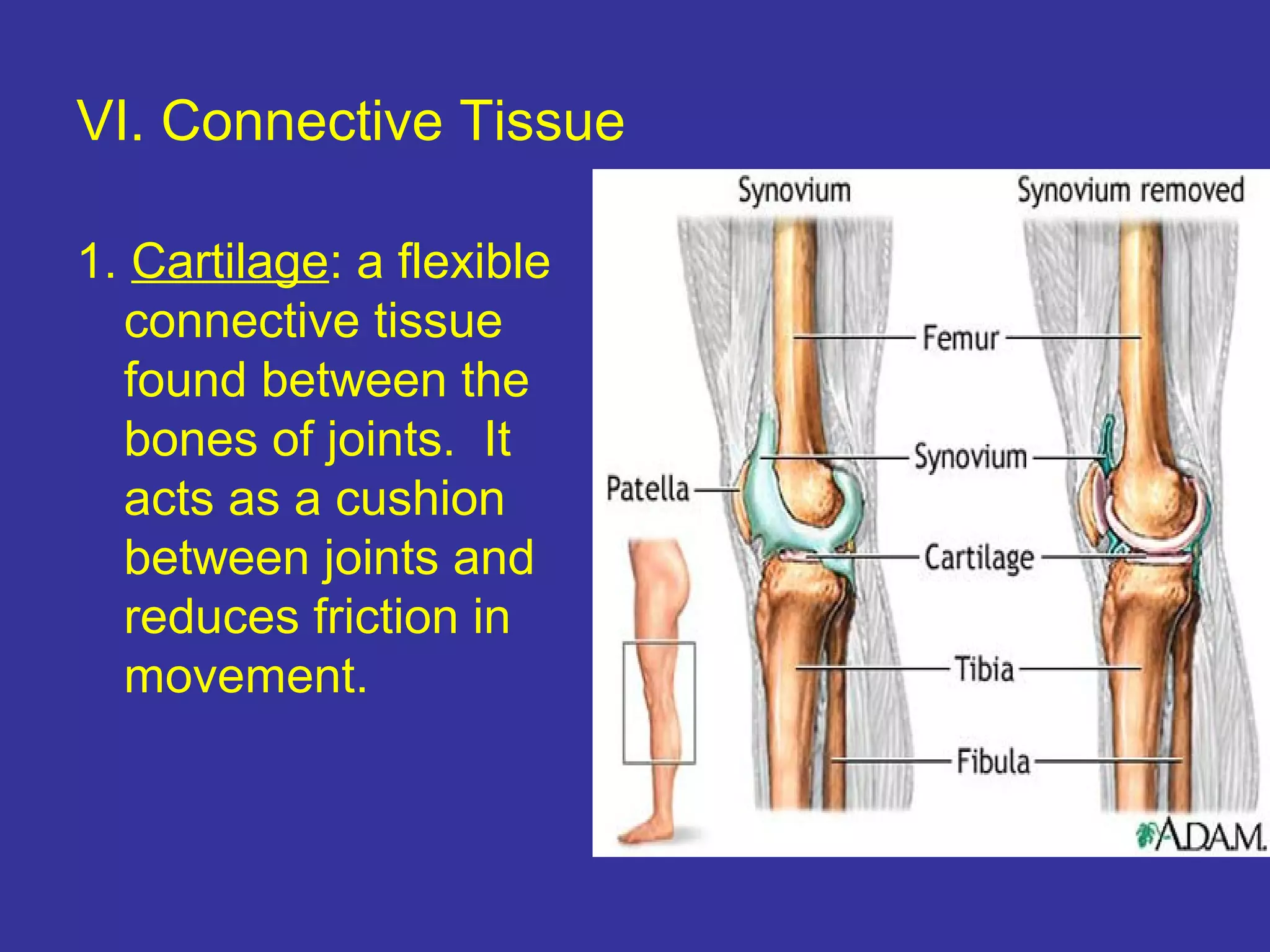 Anatomy skeletal muscular | PPT