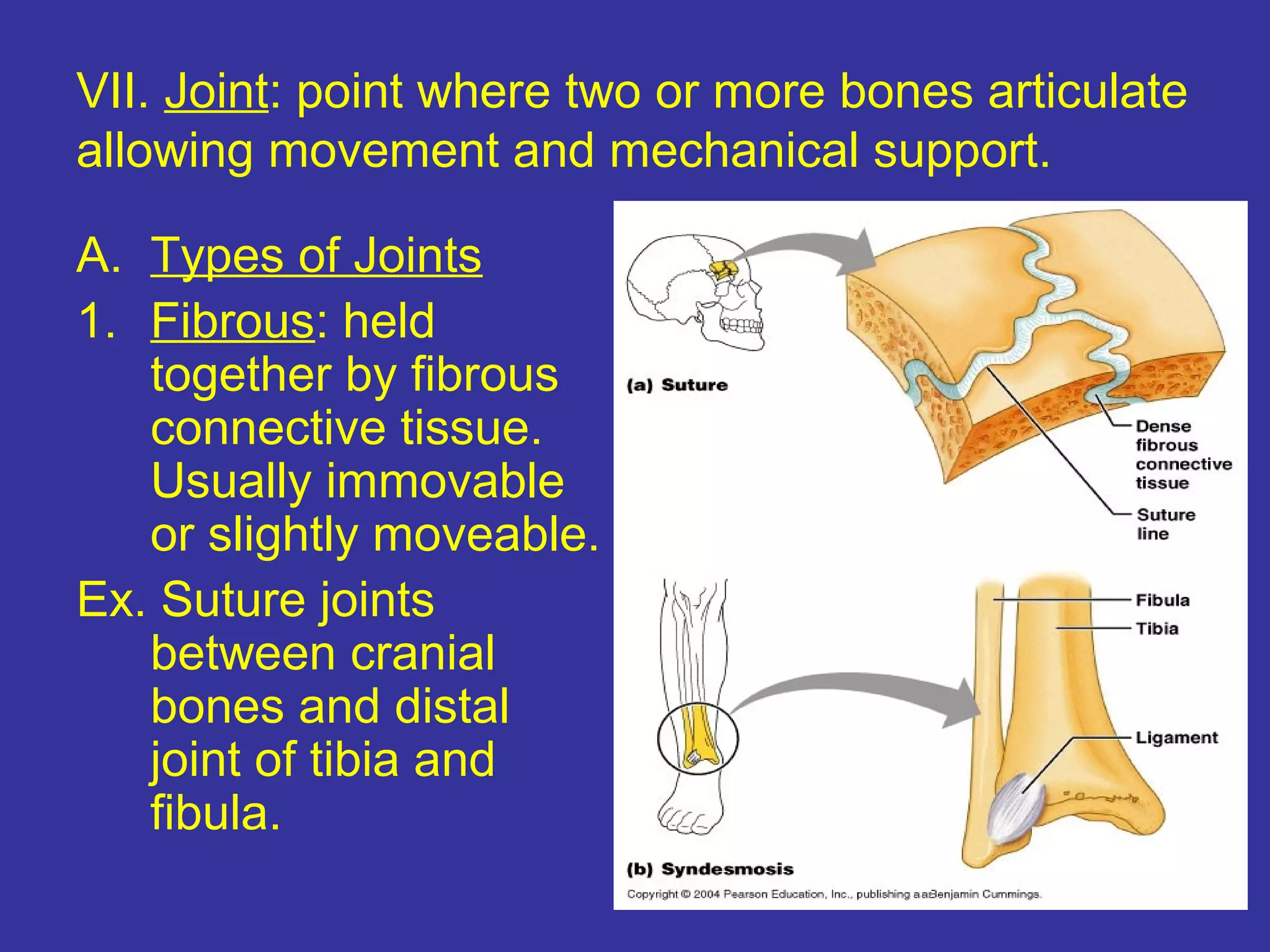 Anatomy skeletal muscular | PPT