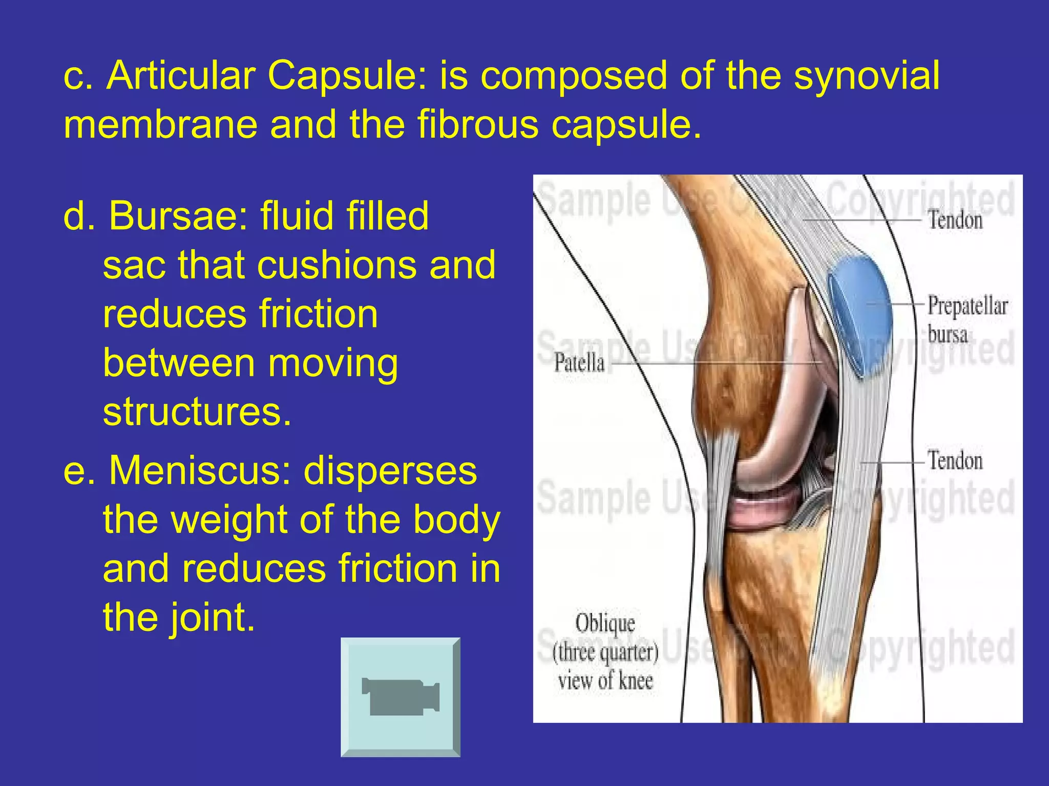 Anatomy skeletal muscular | PPT