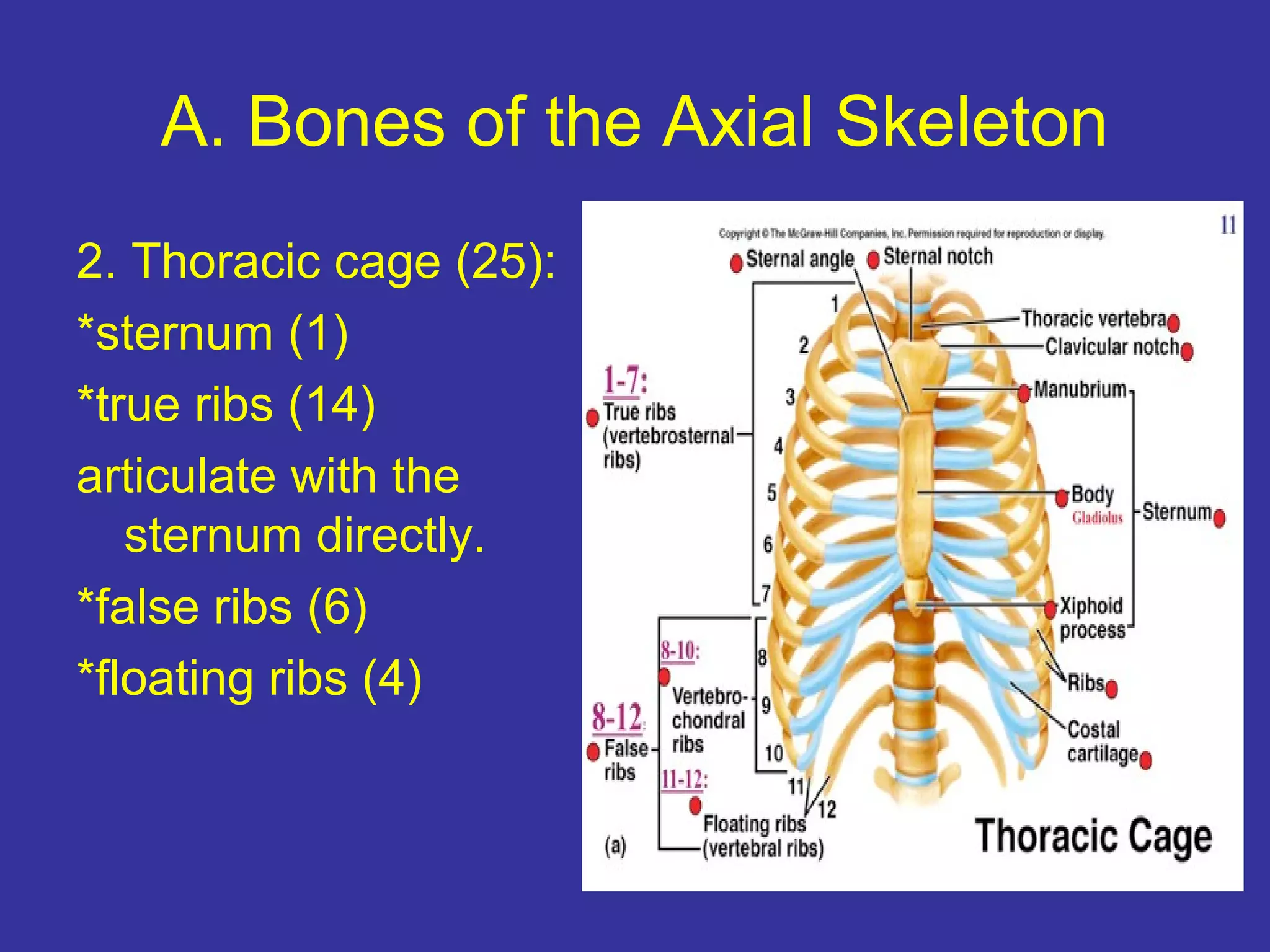 Anatomy skeletal muscular | PPT