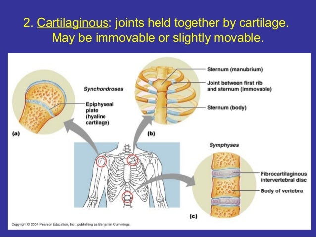 Anatomy skeletal muscular