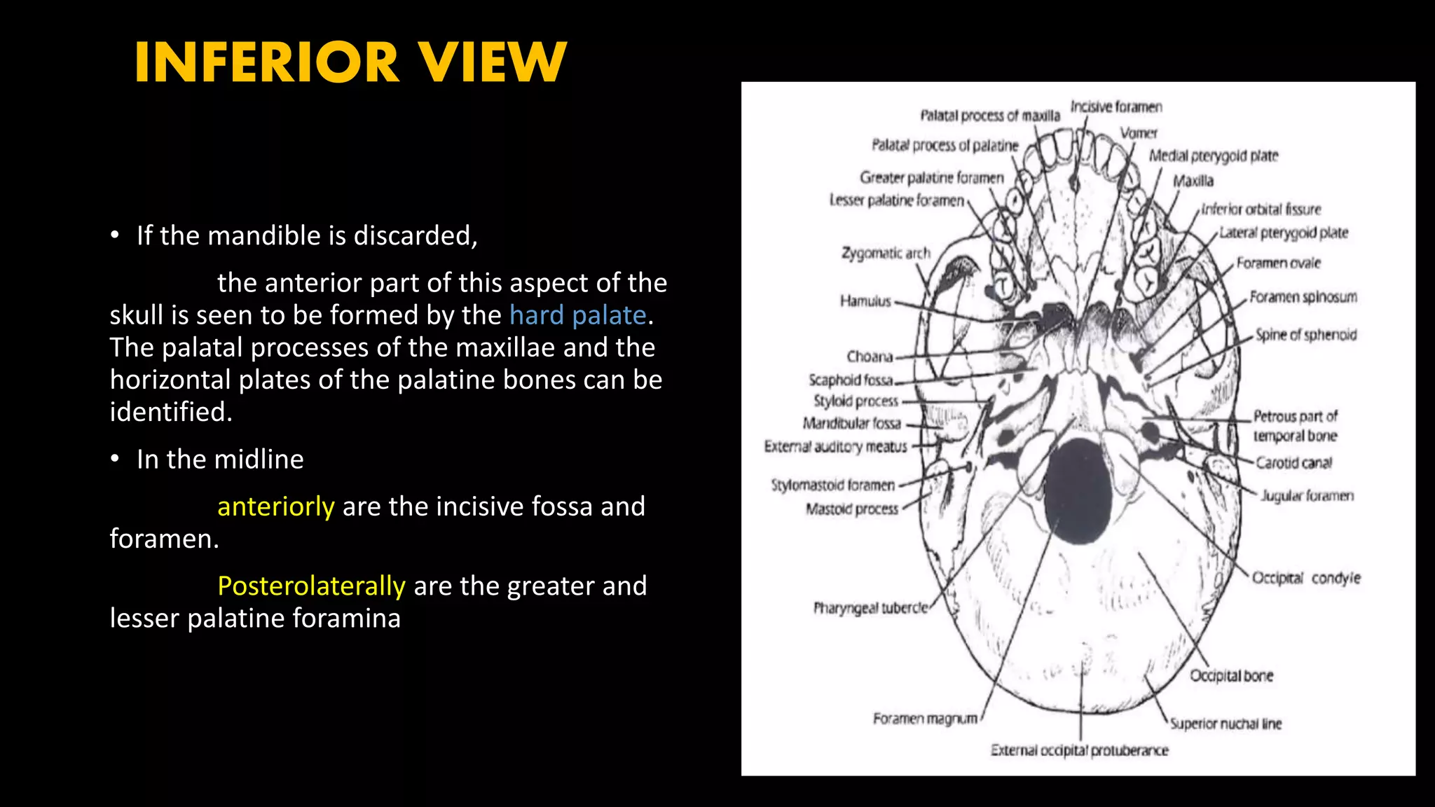 Anatomy skull anatomy dr.mohammed | PPT
