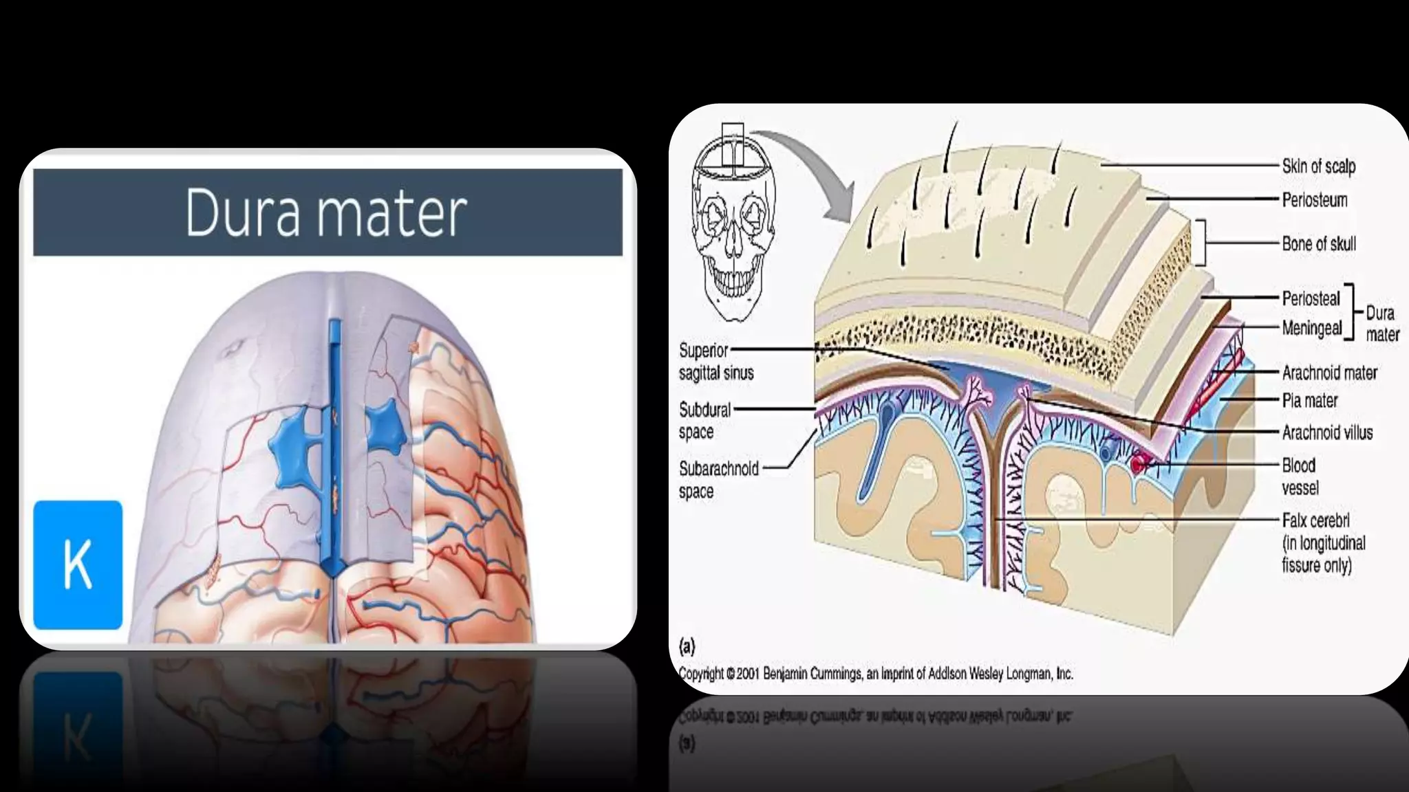 Anatomy skull anatomy dr.mohammed | PPT