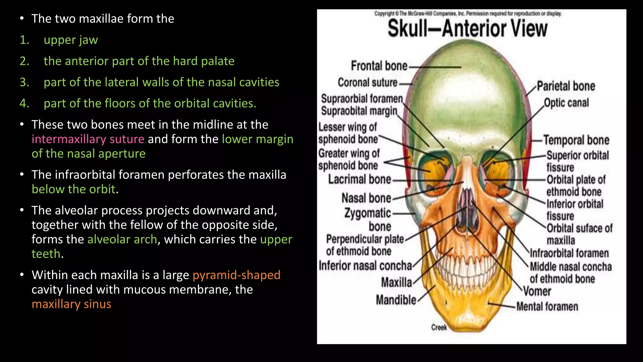 Anatomy skull anatomy dr.mohammed | PPT