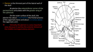 Anatomy skull anatomy dr.mohammed | PPTX