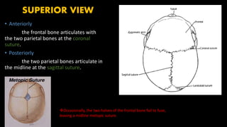 Anatomy skull anatomy dr.mohammed | PPTX