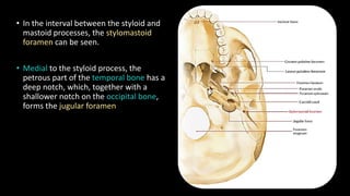 Anatomy skull anatomy dr.mohammed | PPTX