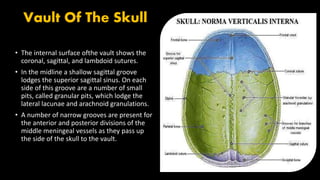 Anatomy skull anatomy dr.mohammed | PPTX