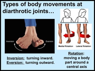 "Framework of Life: Anatomy and Physiology of the Skeletal System" | PPT