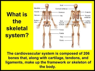 "Framework of Life: Anatomy and Physiology of the Skeletal System" | PPT